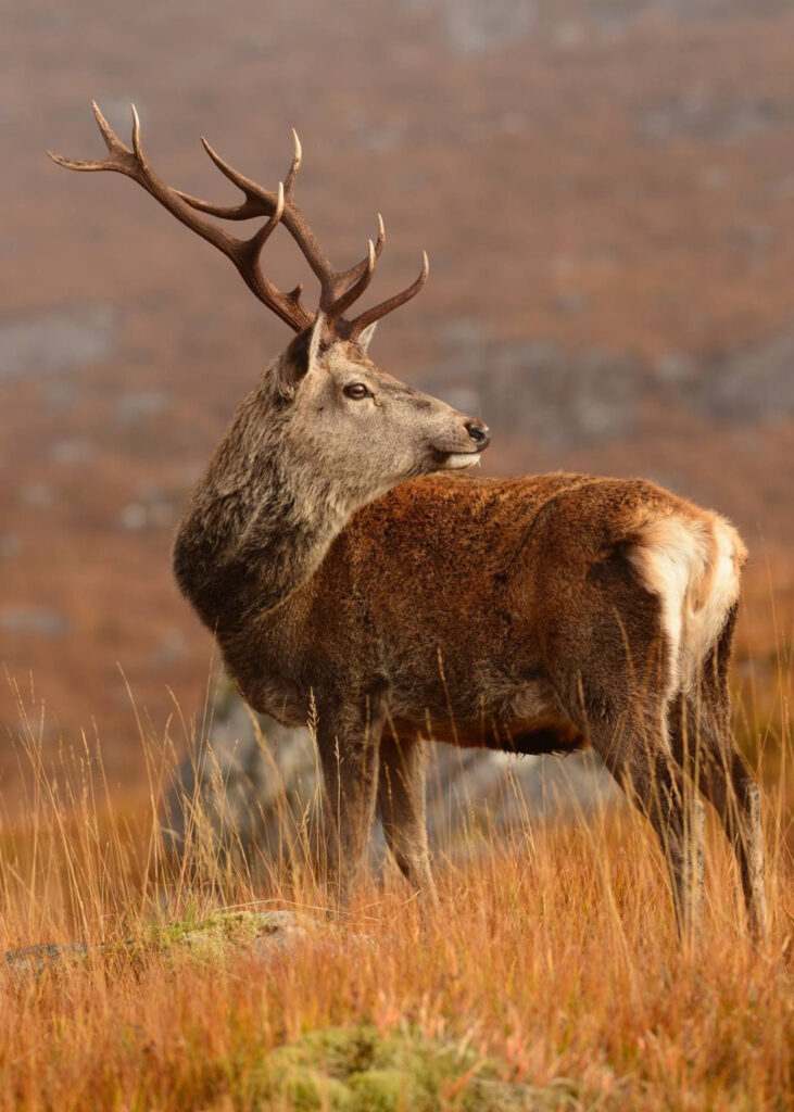 Red Deer Stalking - Isle of Skye - Scotland | Scott MacKenzie - Skye ...